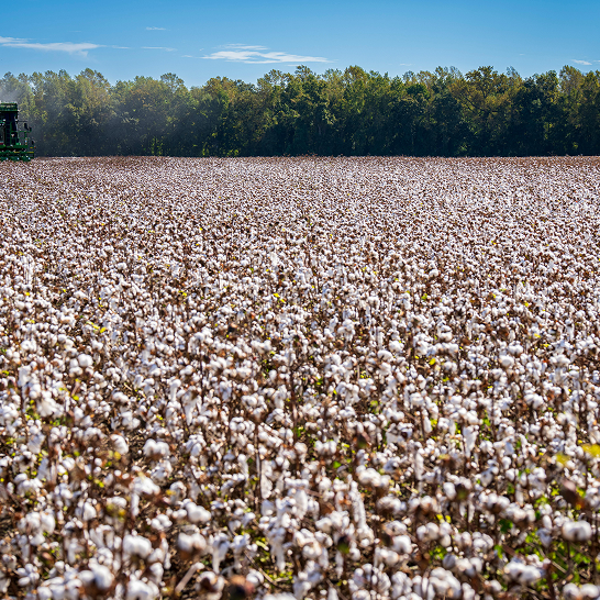 About us – California Design Den